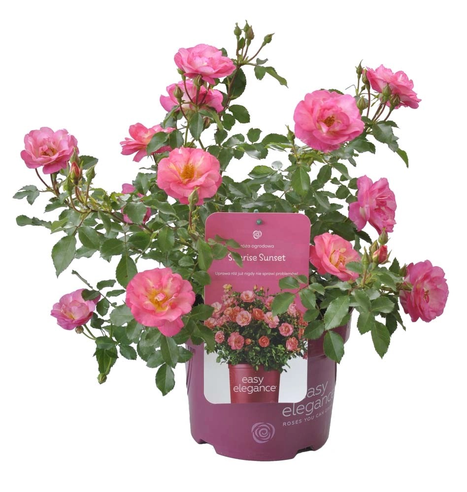 Róża (Rosa) Easy Elegance - don. 21 cm kupuj w OBI