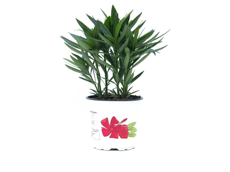 Oleander TRIO wys. 15-25 cm don. 1,8l kupuj w OBI
