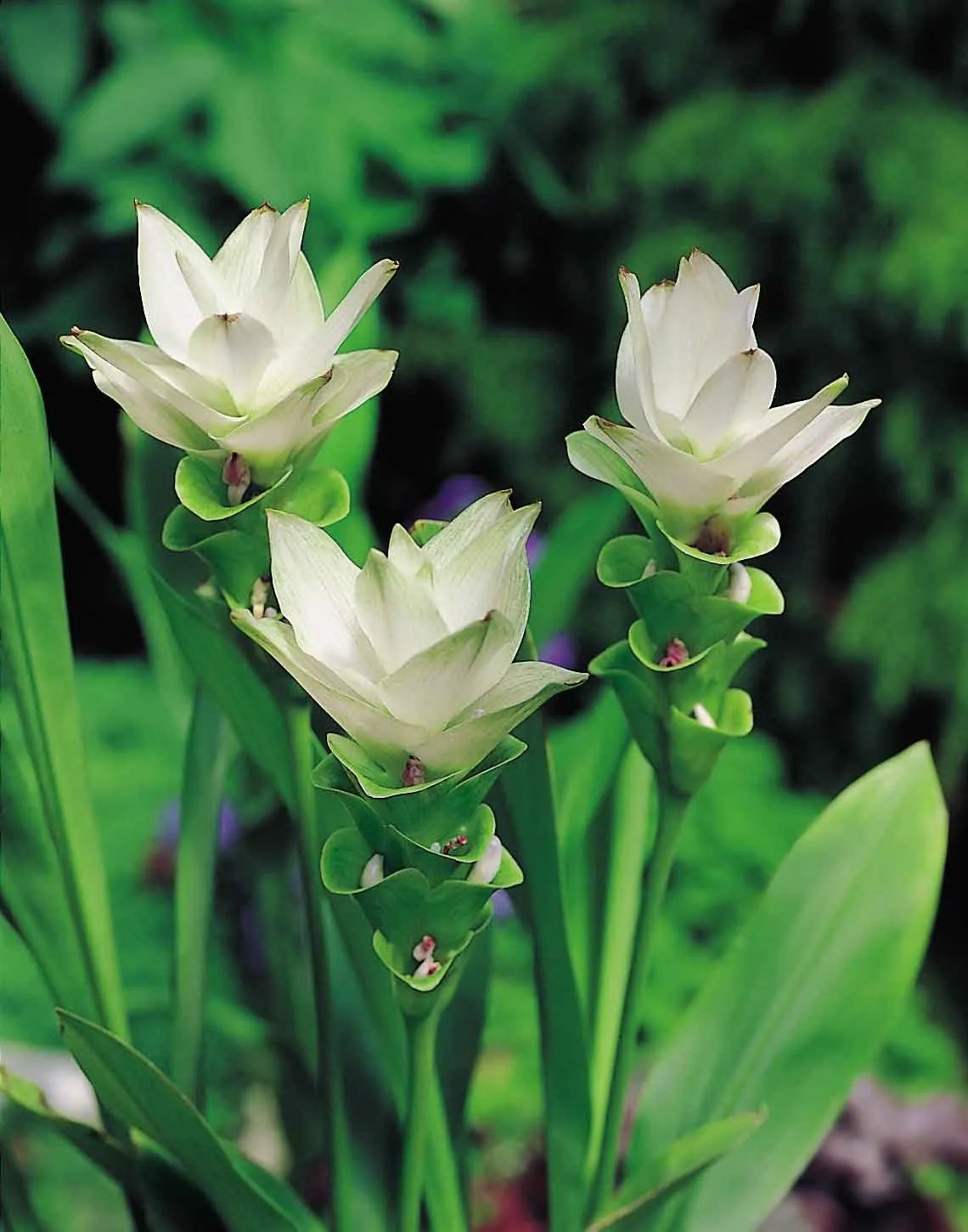 Kurkuma Alba (Curcuma sp.) kupuj w OBI