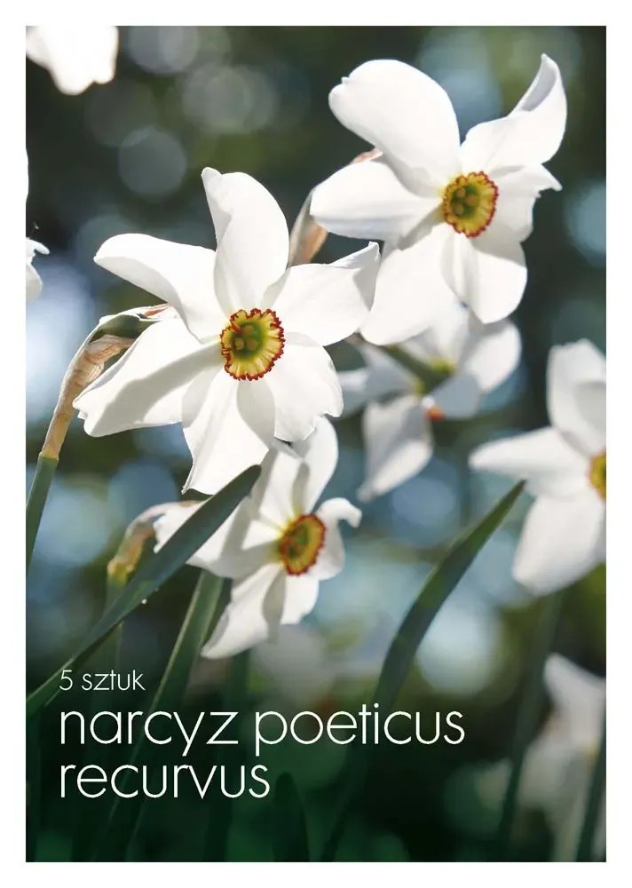 Narcyz (Recurvus) - 5 szt.