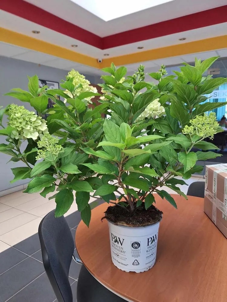 Hortensja bukietowa (Hydrangea Paniculata) - don. 17 cm kupuj w OBI