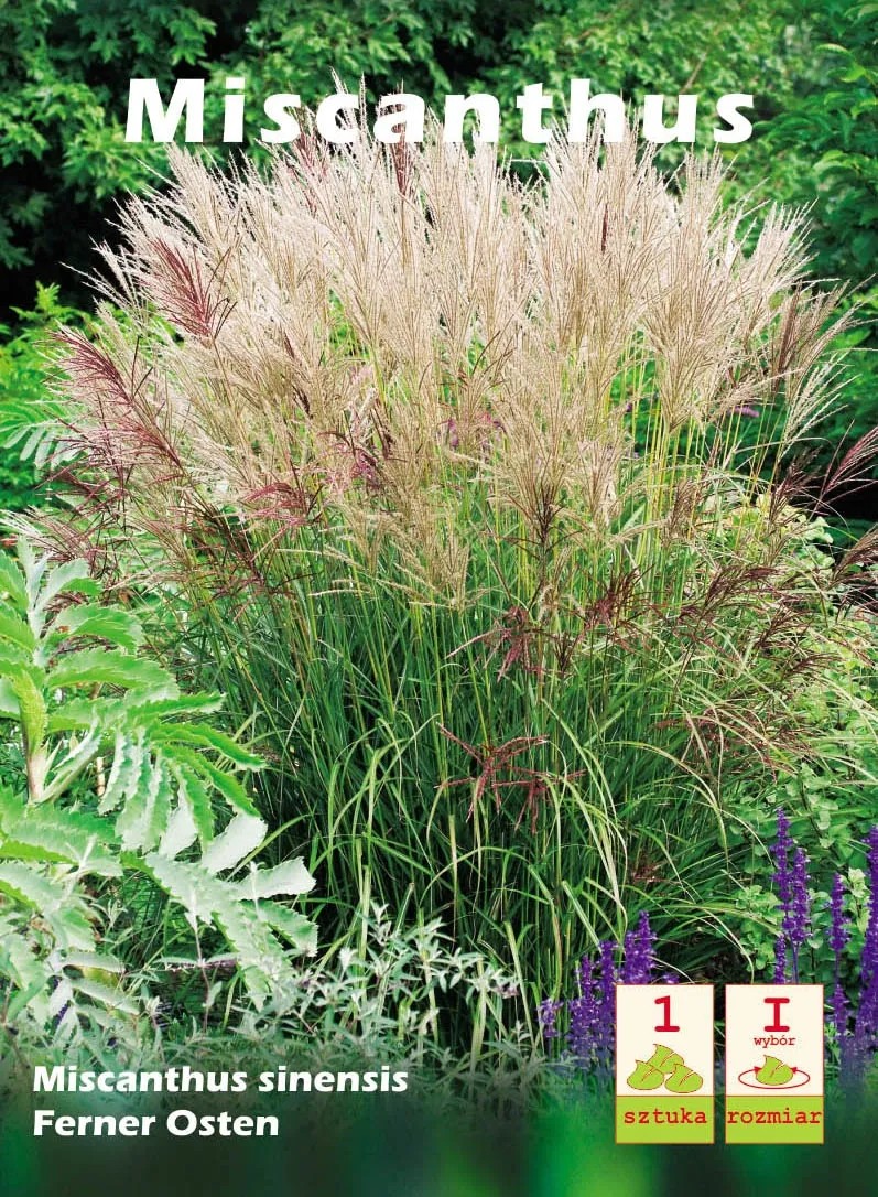Miscanthus Ferner Osten 1szt kupuj w OBI