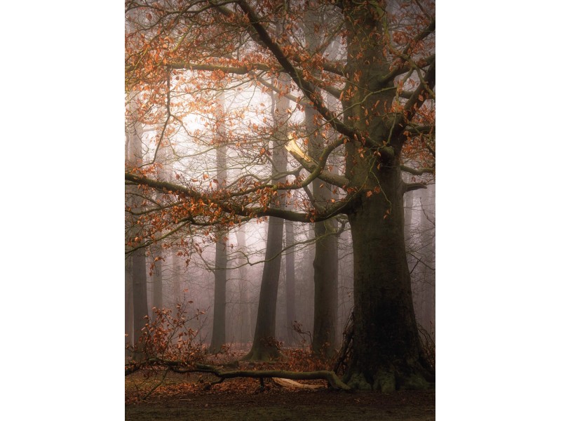 Fototapeta Foggy Autumns Forest 192x260 cm kupuj w OBI