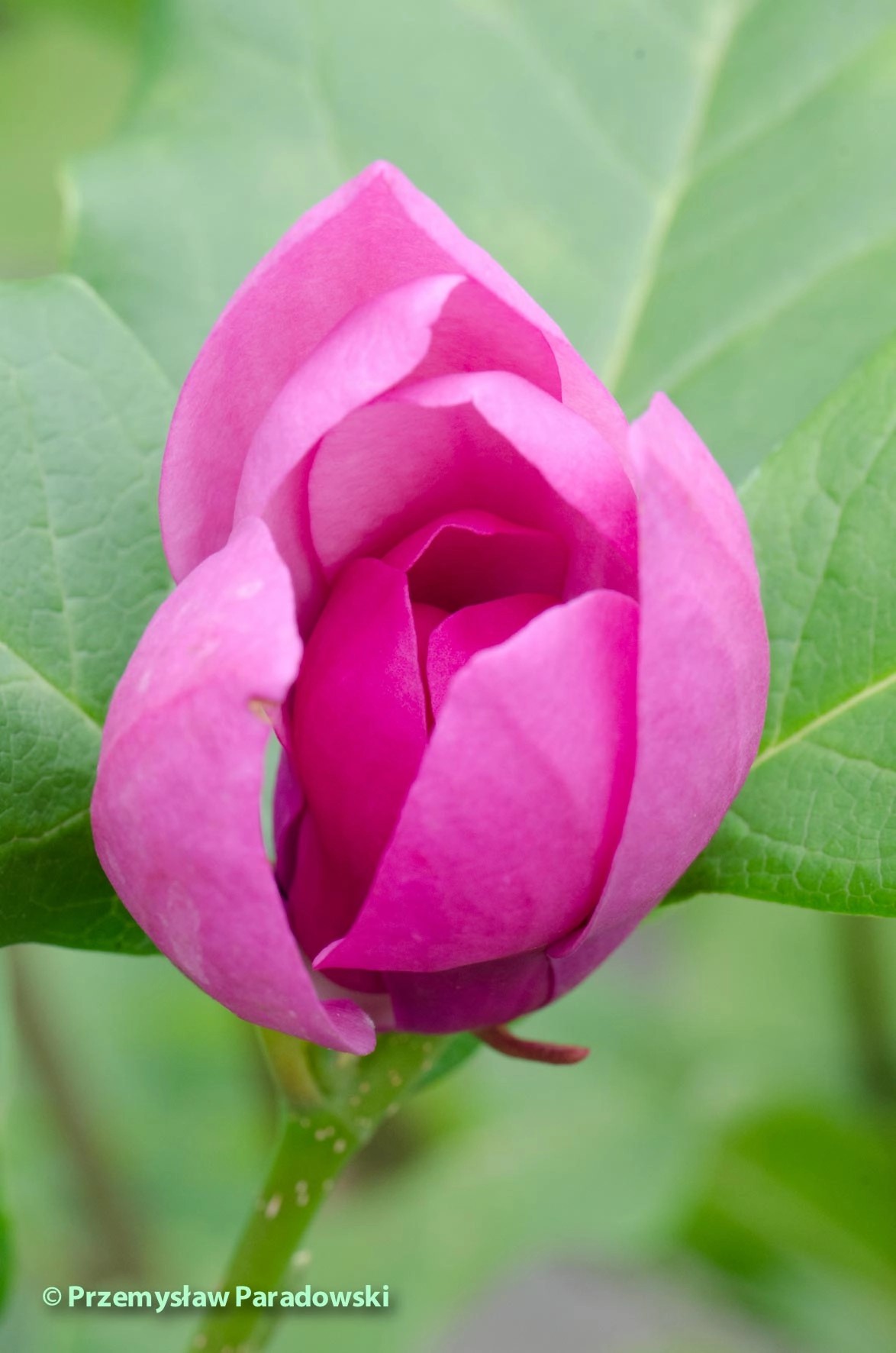 Magnolia w odmianach (Magnolia sp.) kupuj w OBI