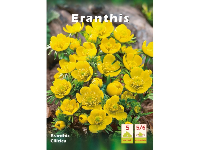 Rannik cylicyjski (Eranthis Cilicica) - 5 szt. kupuj w OBI