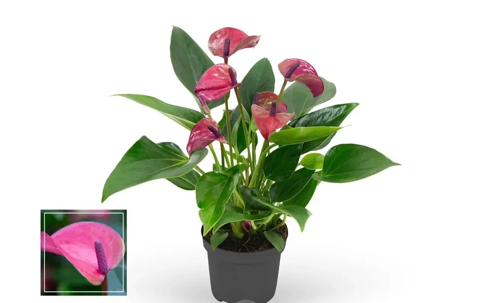 Anturium (Anthurium) Purple - don. 12 cm kupuj w OBI
