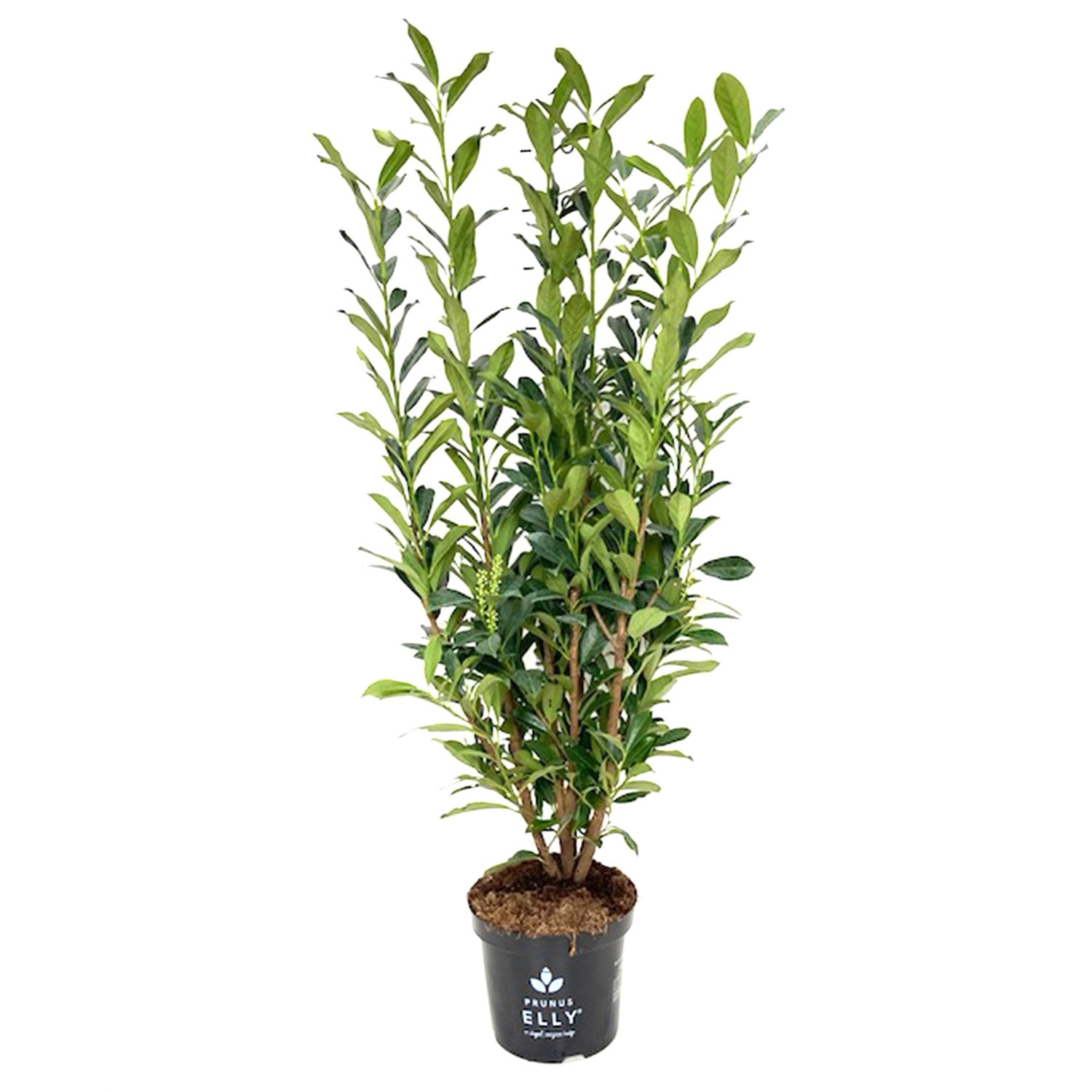 Laurowiśnia Prunus L. Elly (Prunus laurocerasus 'Elly') wys. 120 cm ...