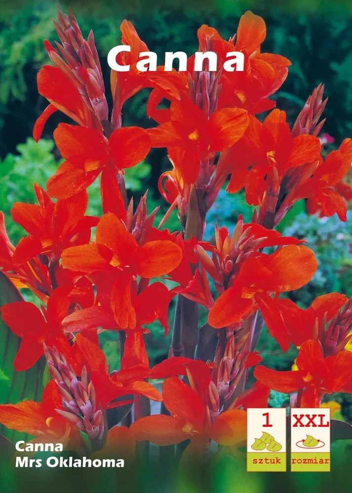 Canna Mrs Oklahoma 1szt. xxl kupuj w OBI