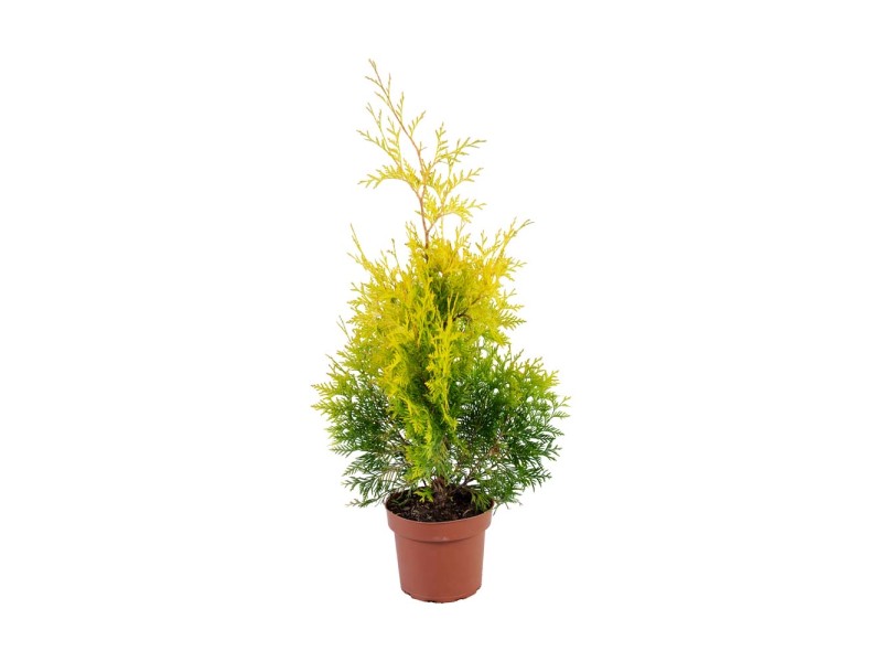 Tuja (Thuja occidentalis) Yellow Ribbon - don. 2 l kupuj w OBI