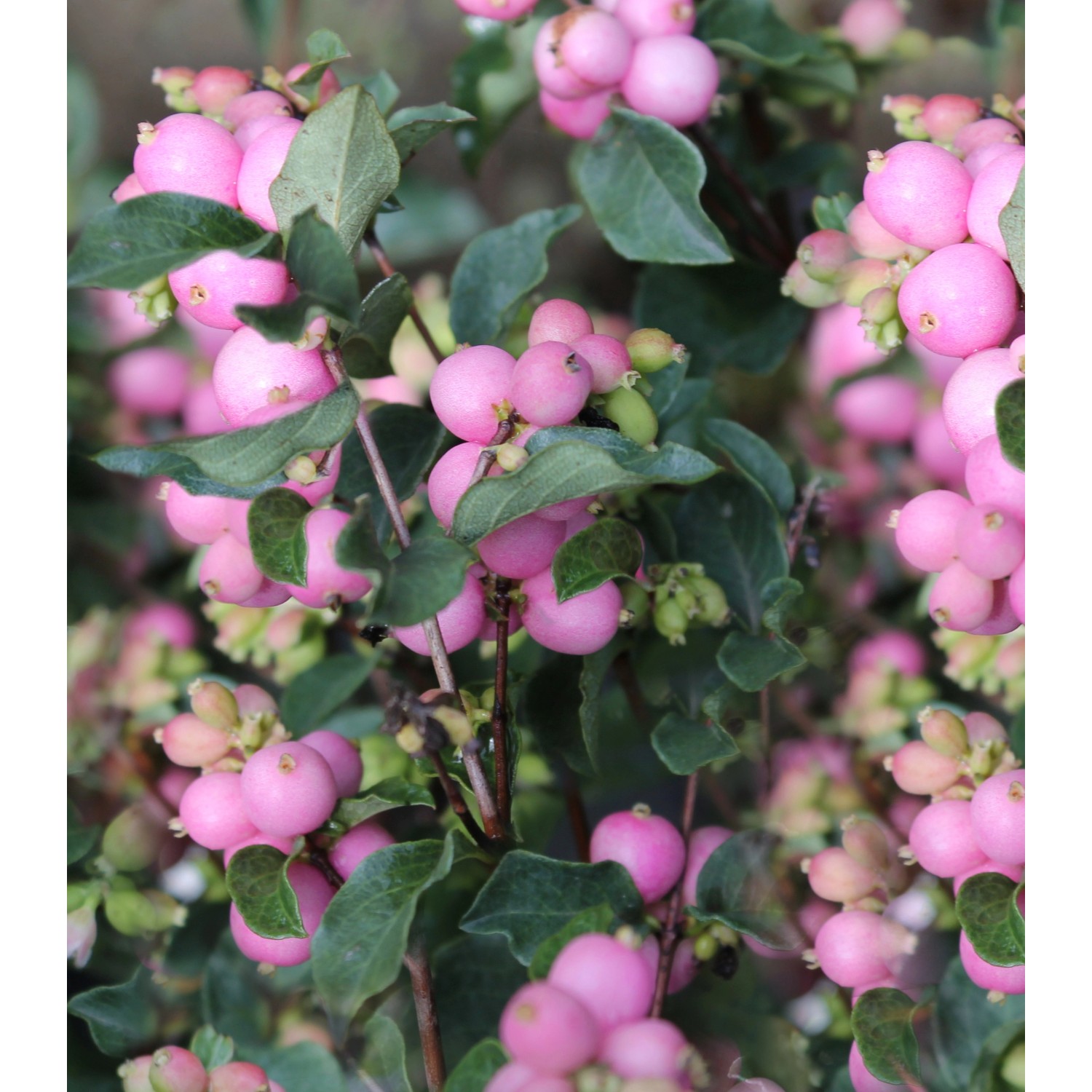 Śnieguliczka odm. Magic Berry i Magical Sweet (Symphoricarpos sp ...