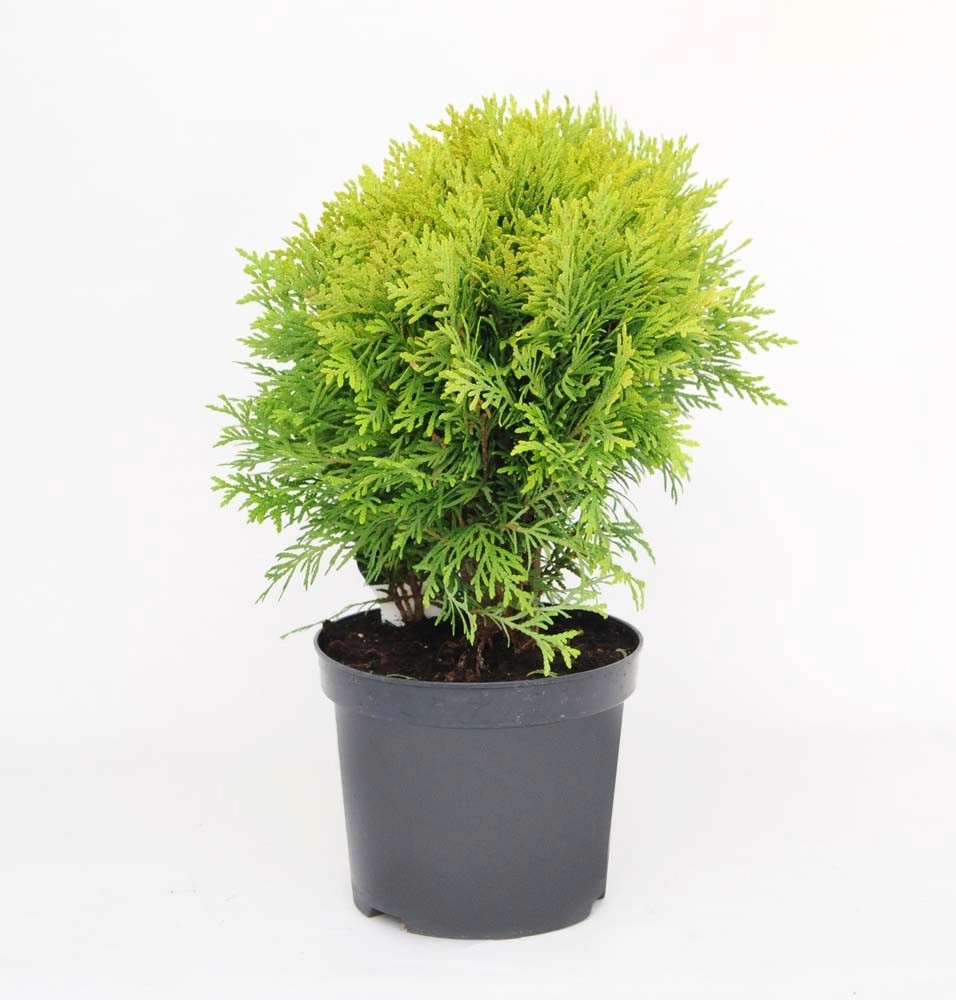 Tuja (Thuja) Mirjam - don. 2 l kupuj w OBI