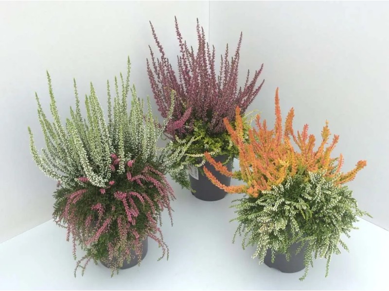 Wrzos (Calluna Gard. Girl Rasta) don. 13 cm