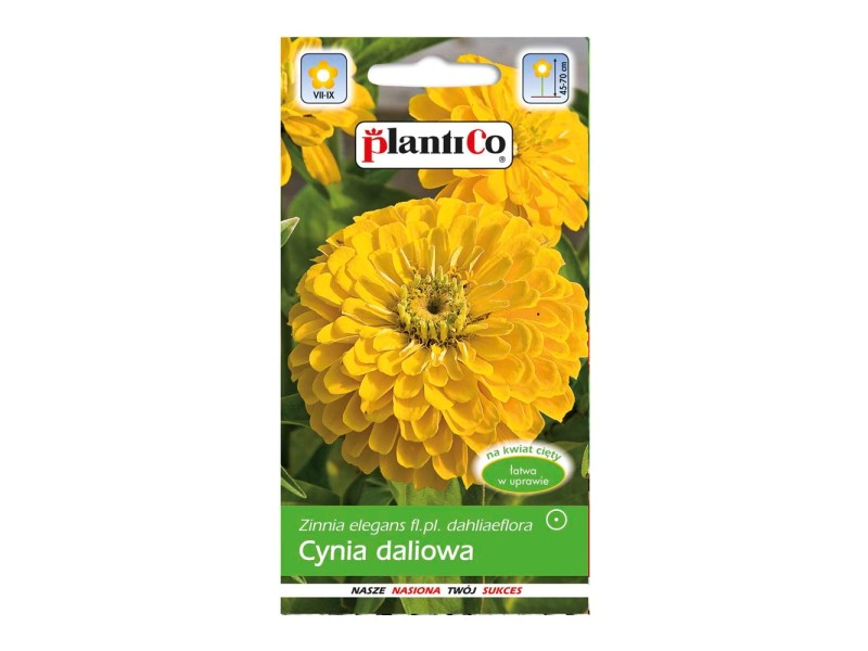 Cynia wytworna Daliowa żółta kupuj w OBI