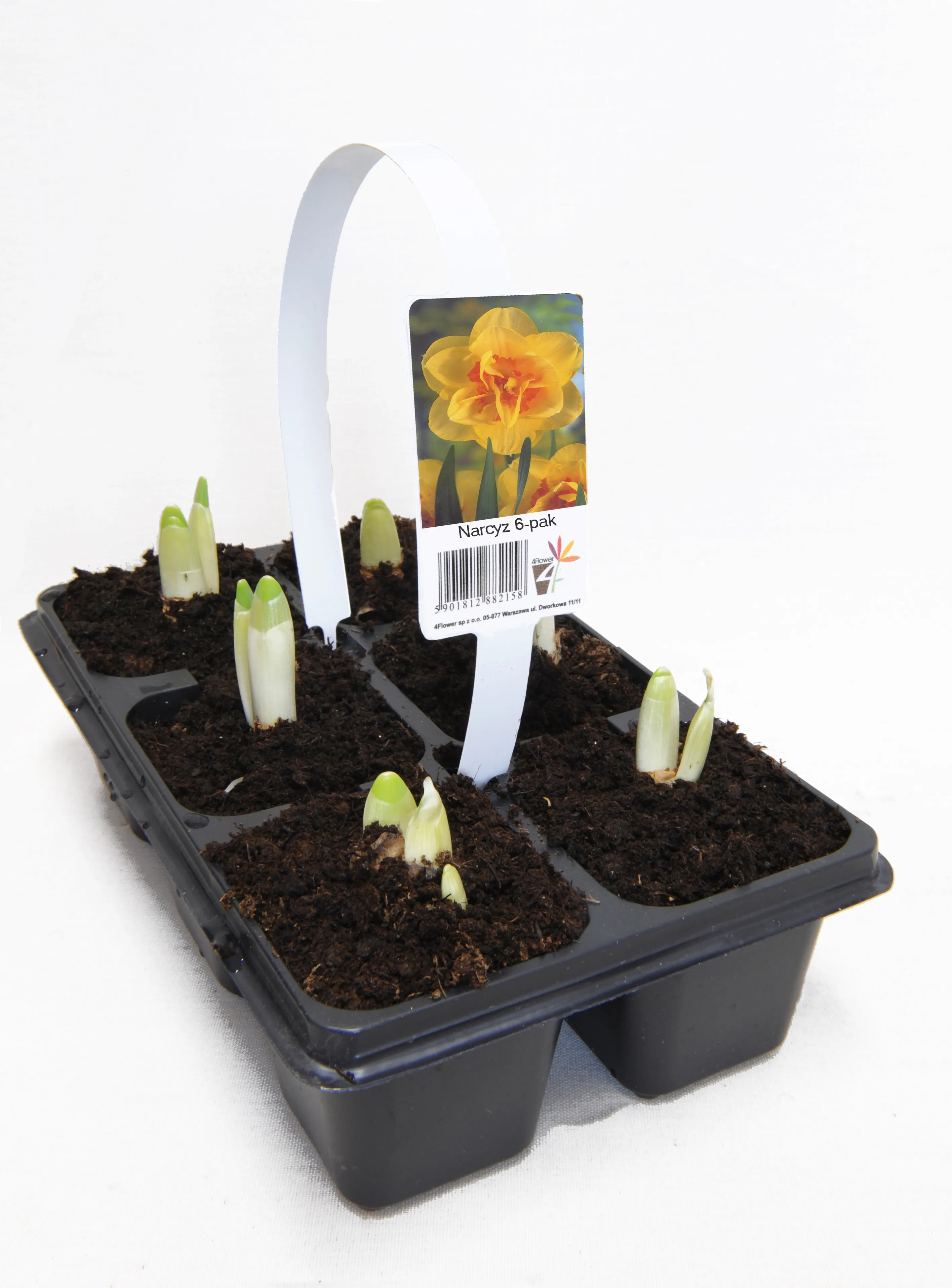 Rośliny cebulowe opak. 6szt kupuj w OBI