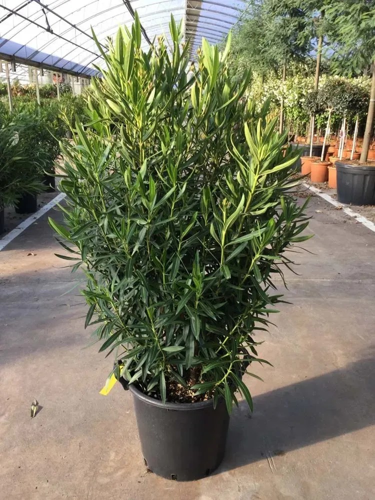 Oleander krzew - wys. 125-150 cm kupuj w OBI