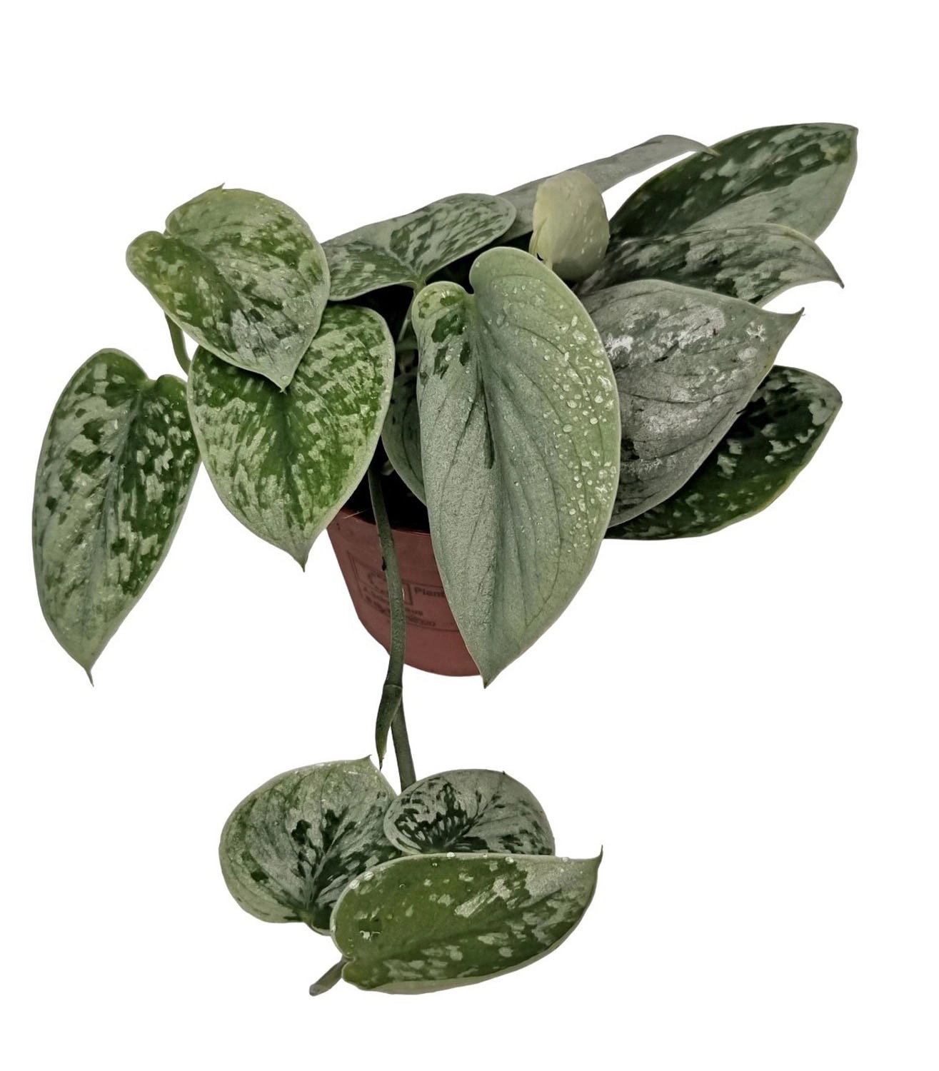 Scindapsus pstry Silvery Ann (Scindapsus Silvery Ann) don. 8,5 cm kupuj ...