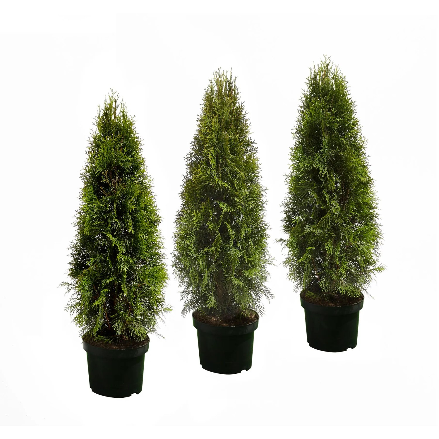 Tuja Smaragd 80 - 100cm (Thuja occidentalis) kupuj w OBI