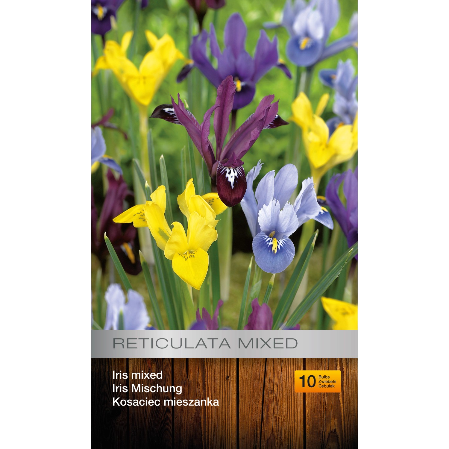 Iris Reticulata 10szt mix kupuj w OBI