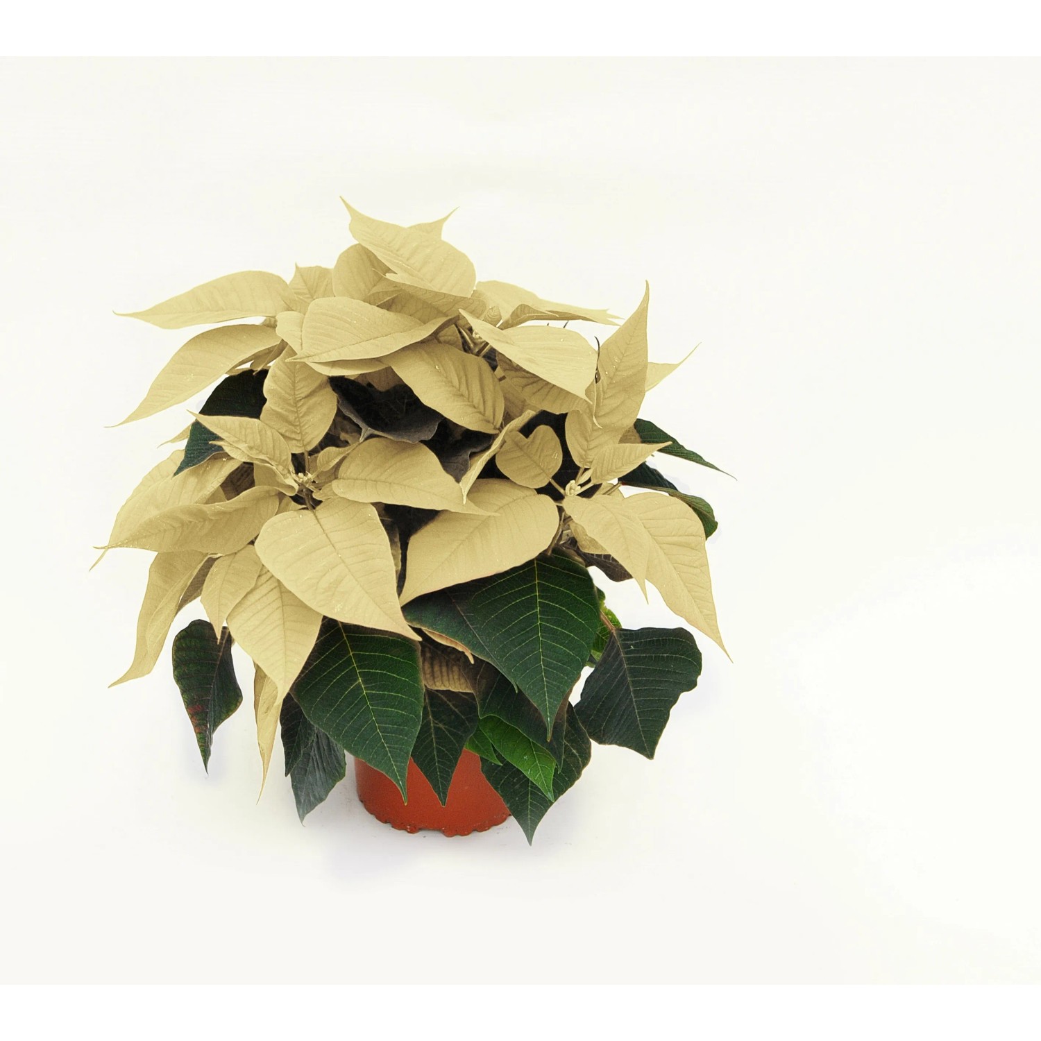 Poinsecja - Gwiazda Betlejemska wielopędowa (Euphorbia pulcherrima ...