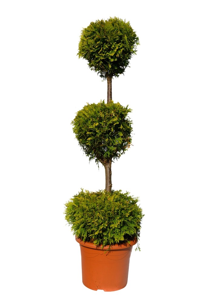 Tuja Thuja Jantar 3 kule ukorz wys. 90cm don. 29cm kupuj w OBI