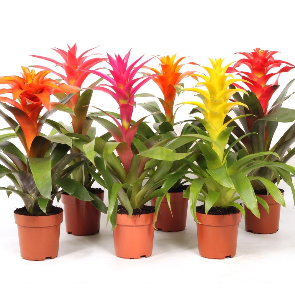 Guzmania (Bromeliaceae) mix - don. 13 cm kupuj w OBI