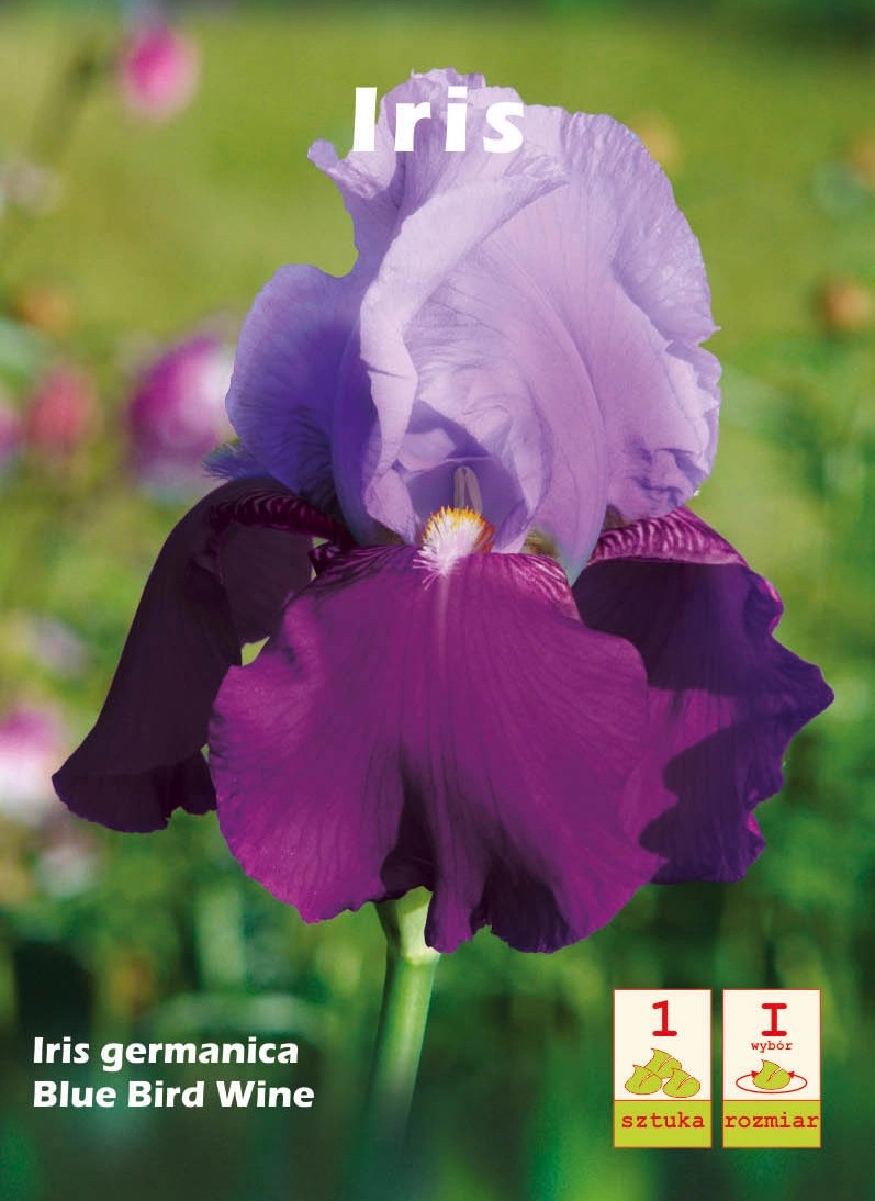 Irys Blue Bird Wine 1szt kupuj w OBI