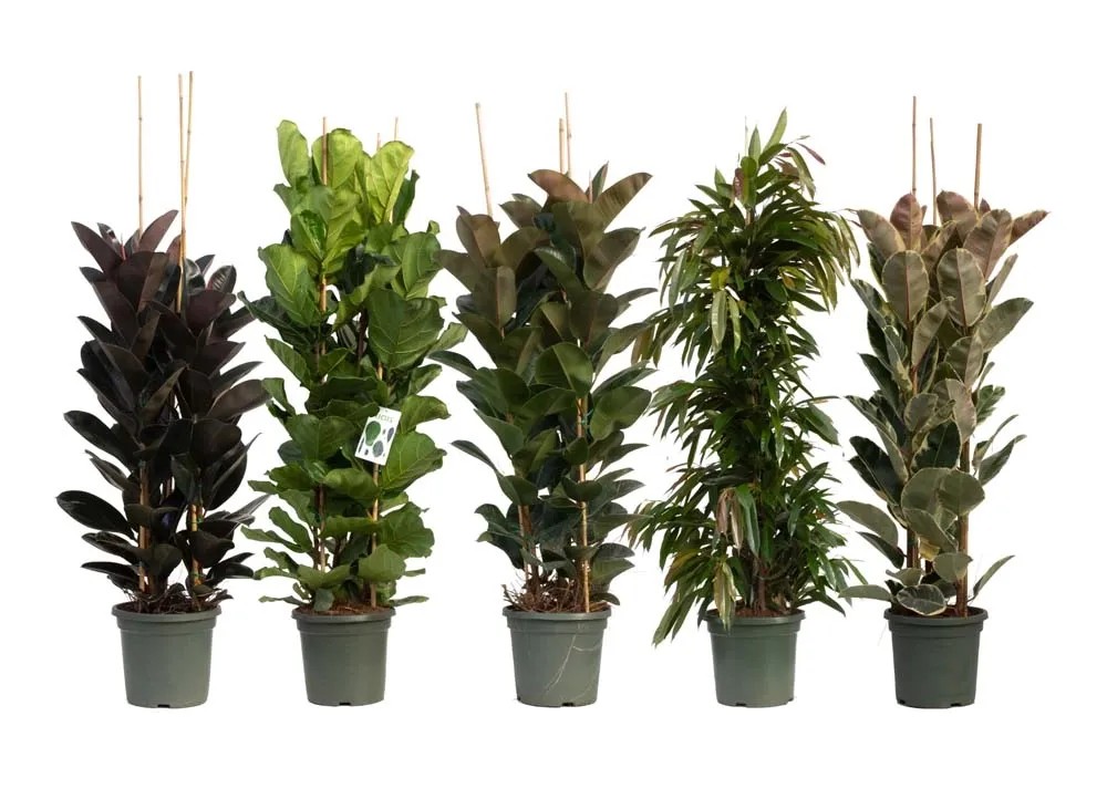 Fikus (Ficus) mix - wys. 180 cm, don. 40 cm kupuj w OBI