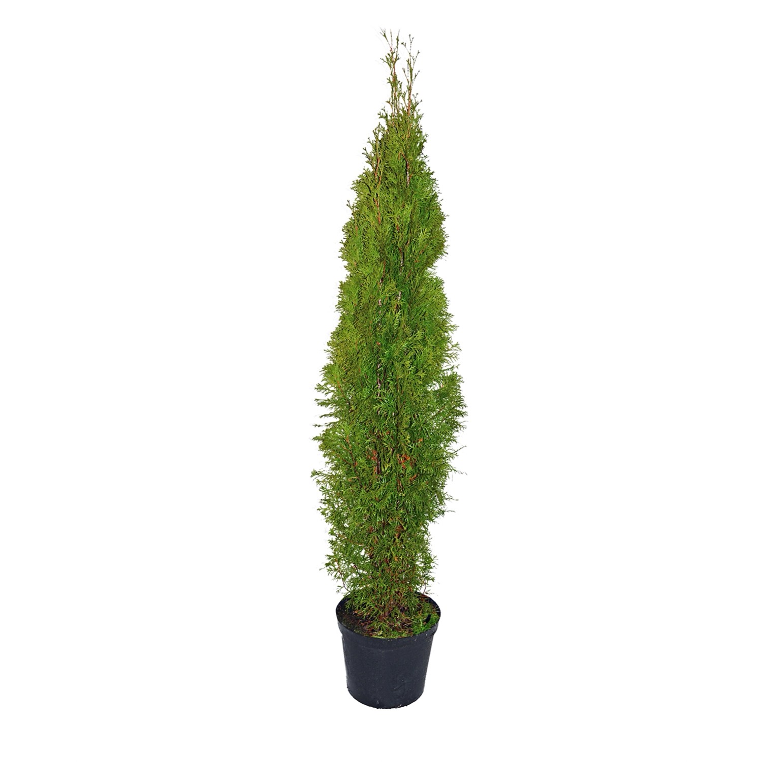 Tuja Szmaragd (Thuja occidentalis 'Smaragd') wys. 150 cm don. 15L kupuj ...