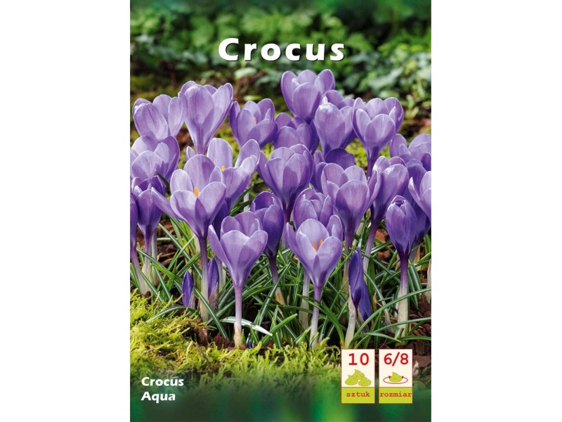 Krokus (Crocus) Aqua - 10 szt. kupuj w OBI