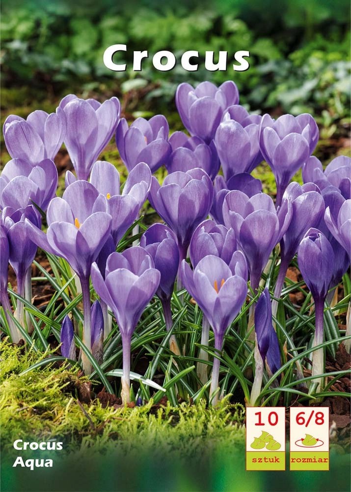 Krokus (Crocus) Aqua - 10 szt. kupuj w OBI