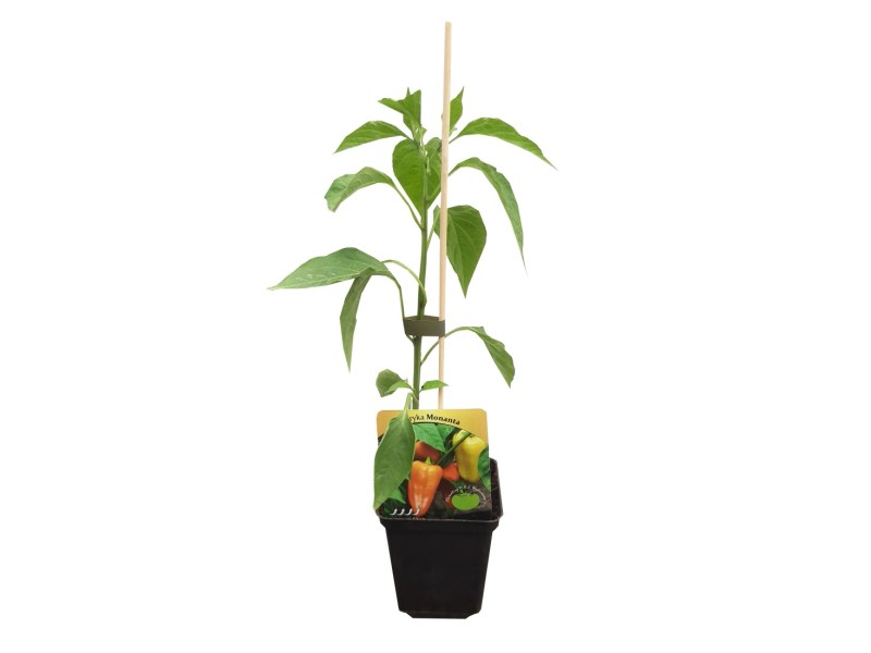 Papryka mix don. 9 cm kupuj w OBI