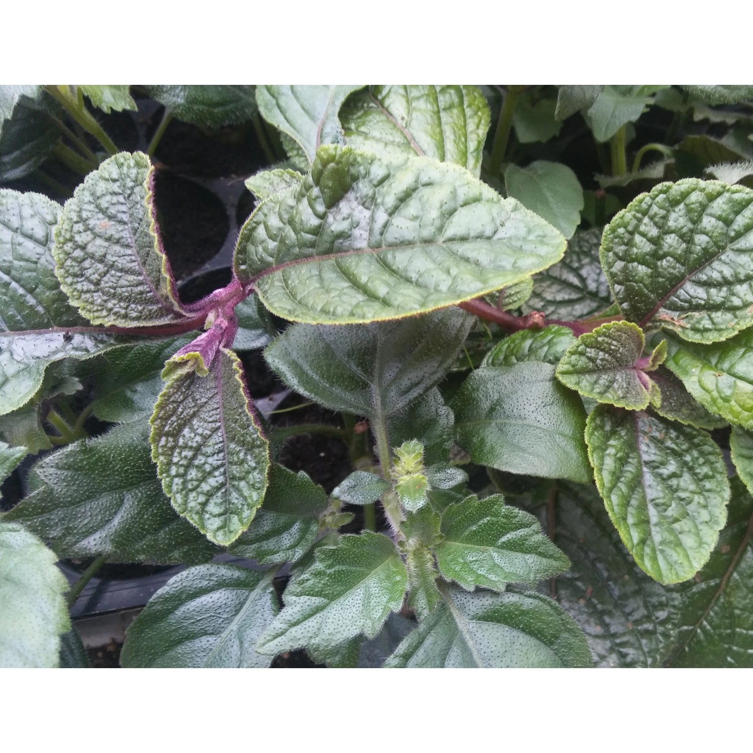 Komarzyca (Plektrantus Nico) don.11cm kupuj w OBI