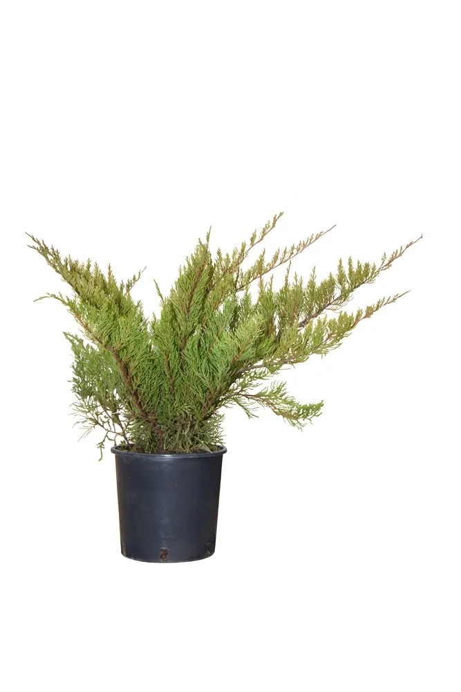 Tuja Thuja Old Gold wys. 20-40cm don. 5L kupuj w OBI