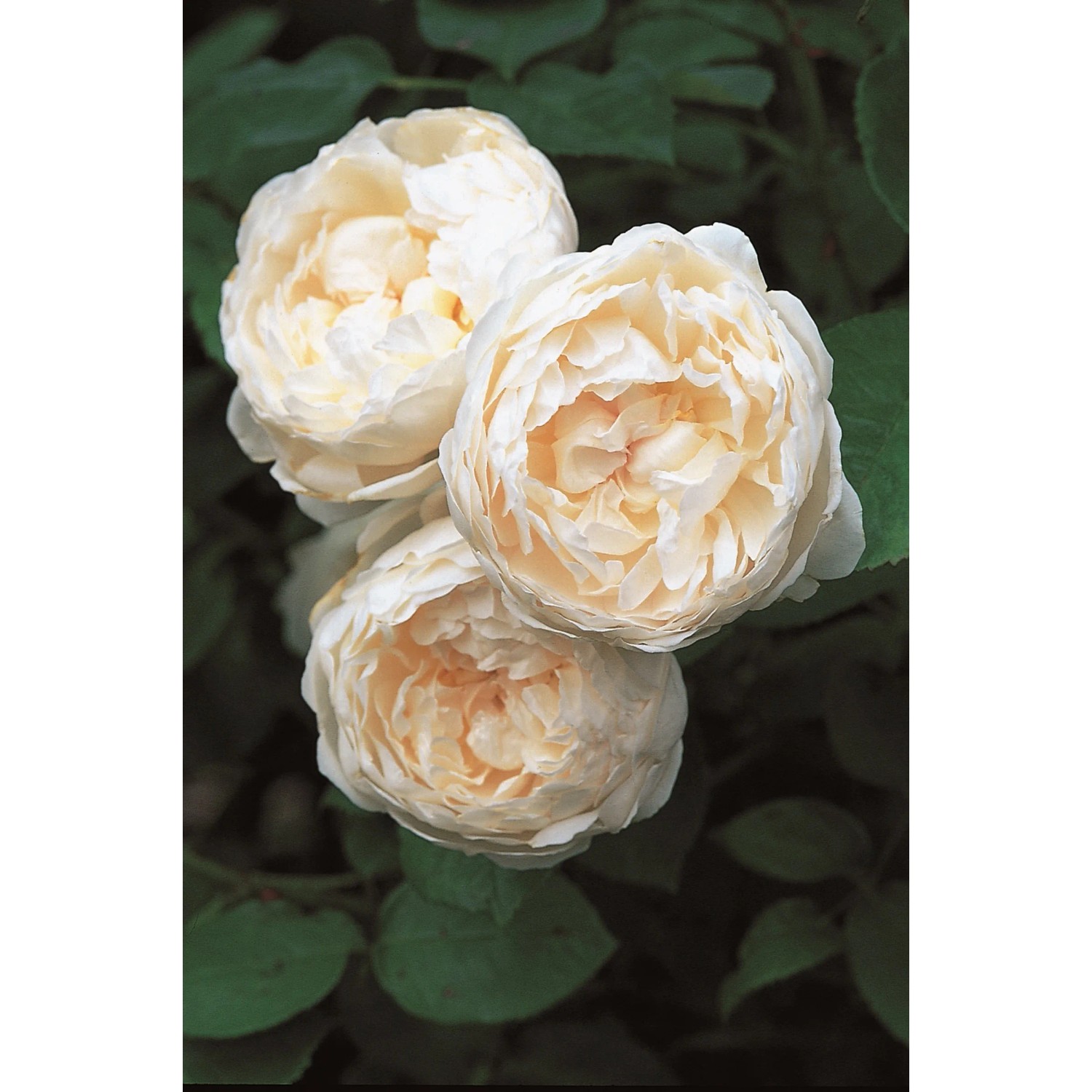 Róża odm. Glamis Castle (Rosa sp., Austin) kupuj w OBI