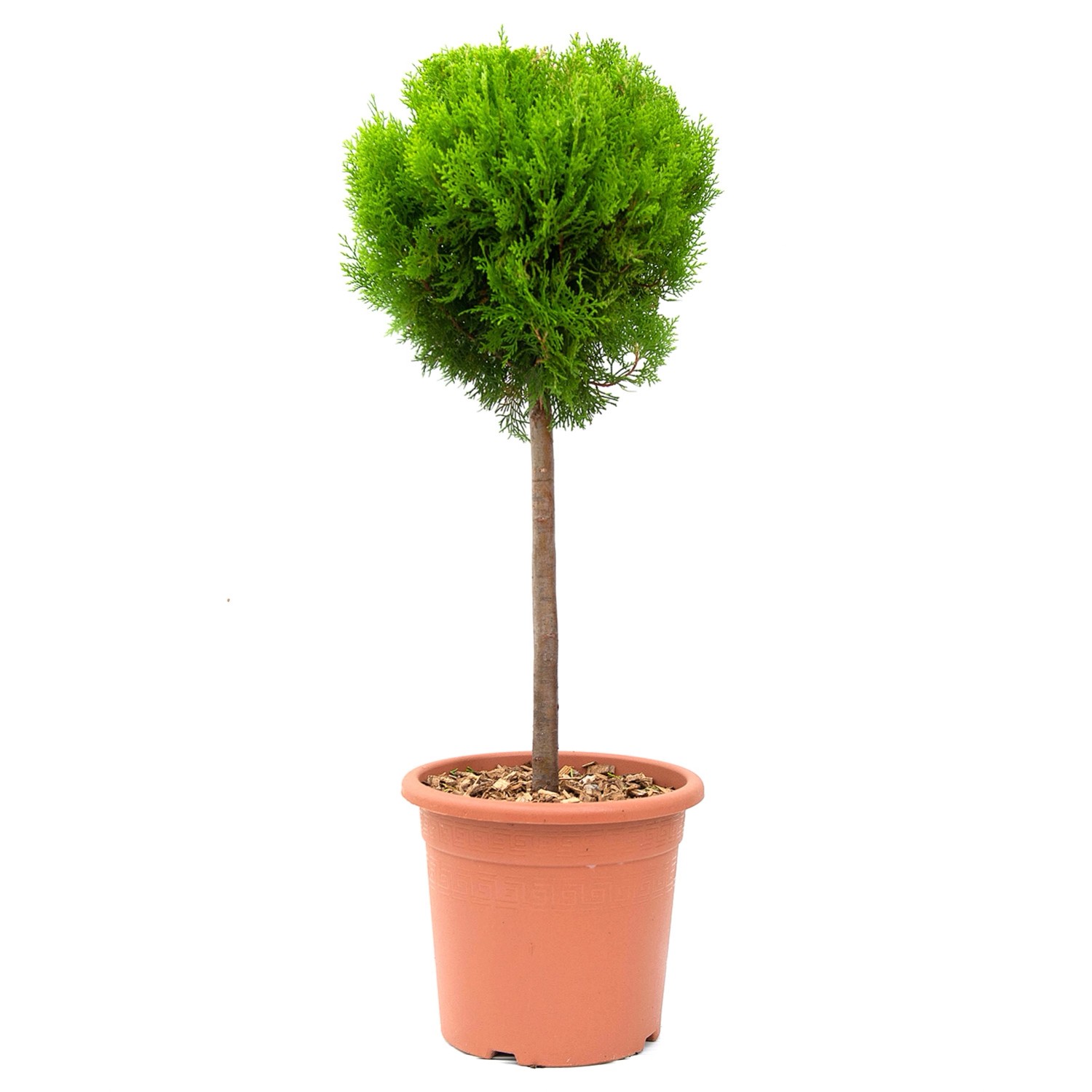 Tuja (Thuja Compacta Aurea Nana) - don. 9L kupuj w OBI