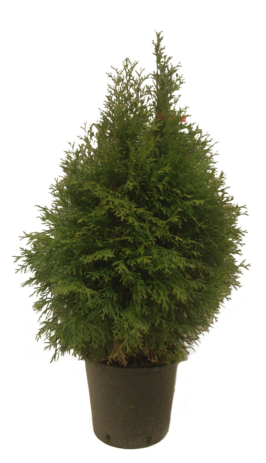 Tuja (Thuja) Szmaragd - don. 2 l kupuj w OBI