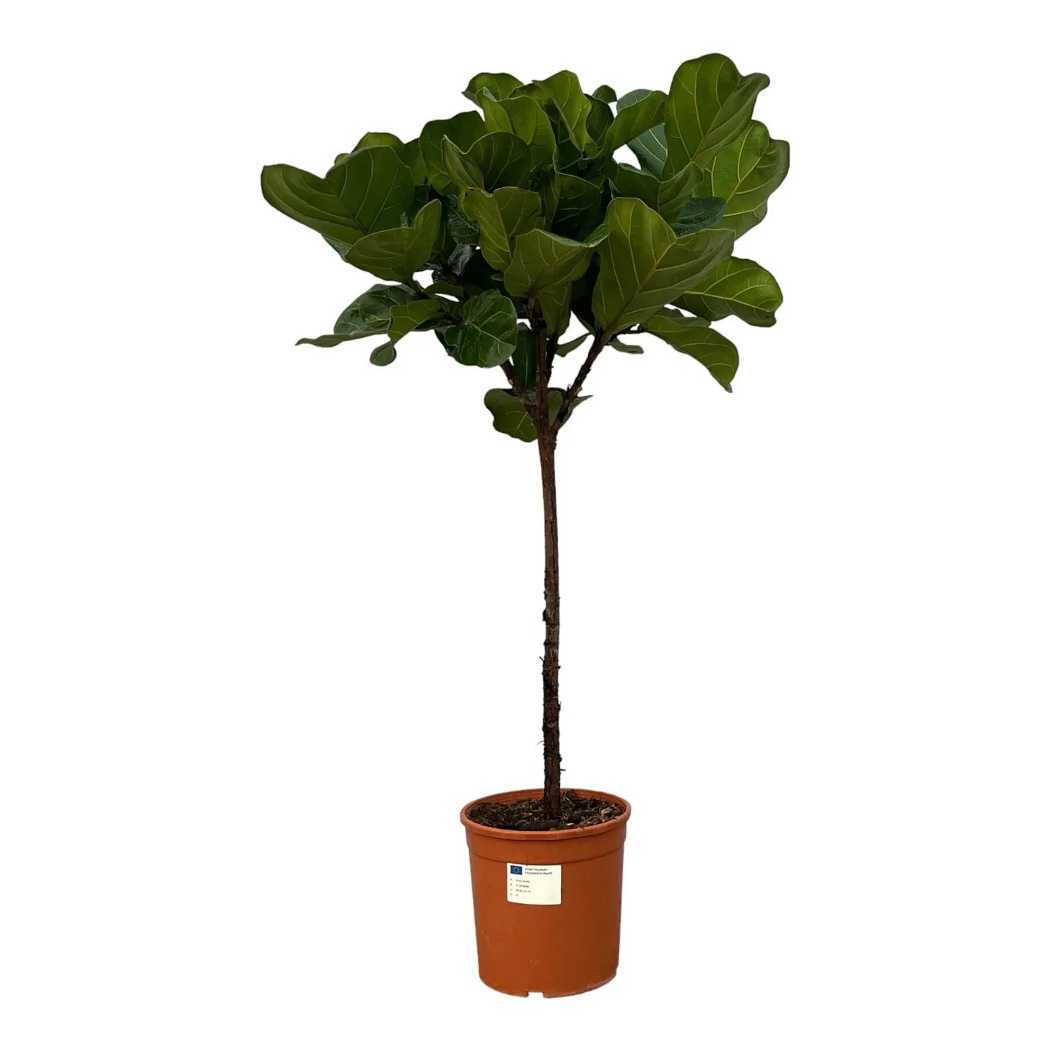 Fikus dębolistny na pniu (Ficus elastica Lyrata) wys. 110 cm don. 24 cm