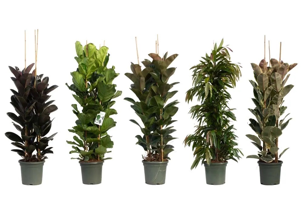 Fikus (Ficus) mix - wys. 180 cm, don. 40 cm kupuj w OBI