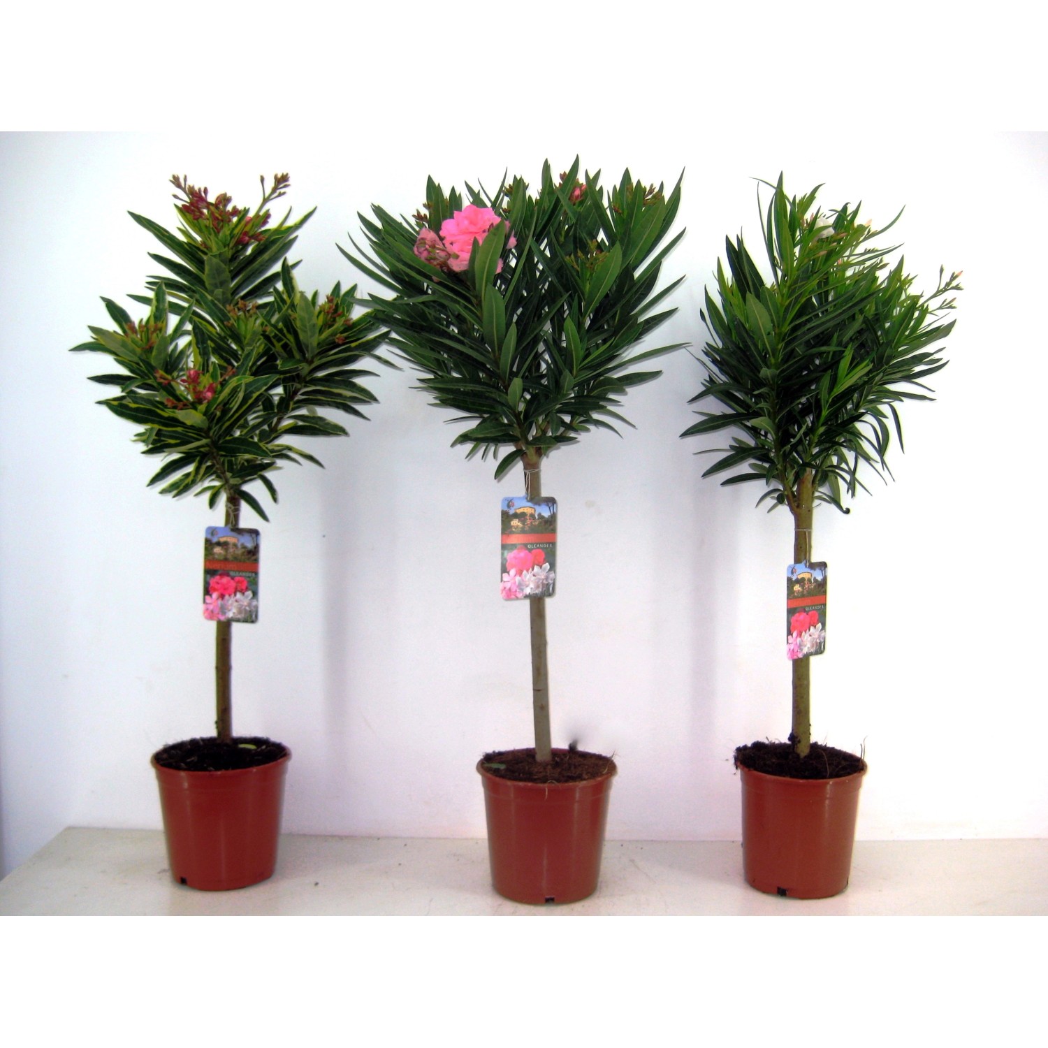 Oleander - forma drzewka (Nerium sp.) kupuj w OBI