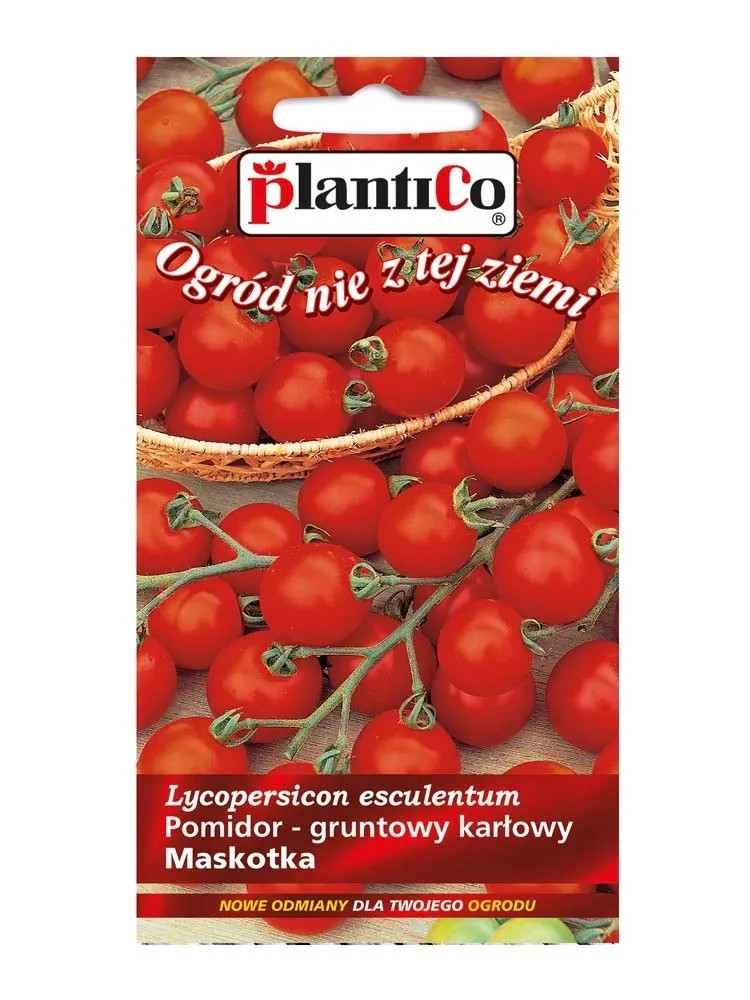 Pomidor Maskotka kupuj w OBI