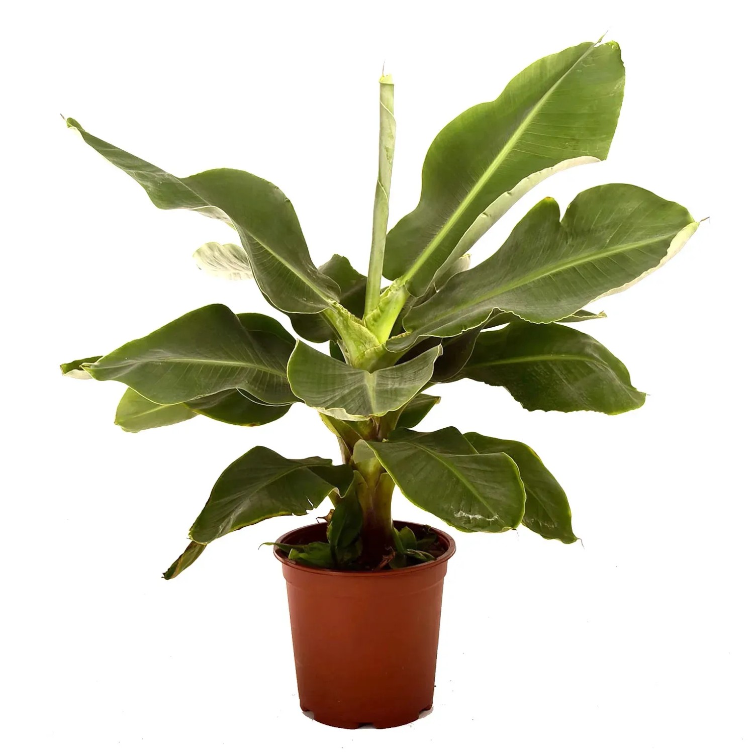 Bananowiec (Musa dwarf cavendish) - don. 21 cm