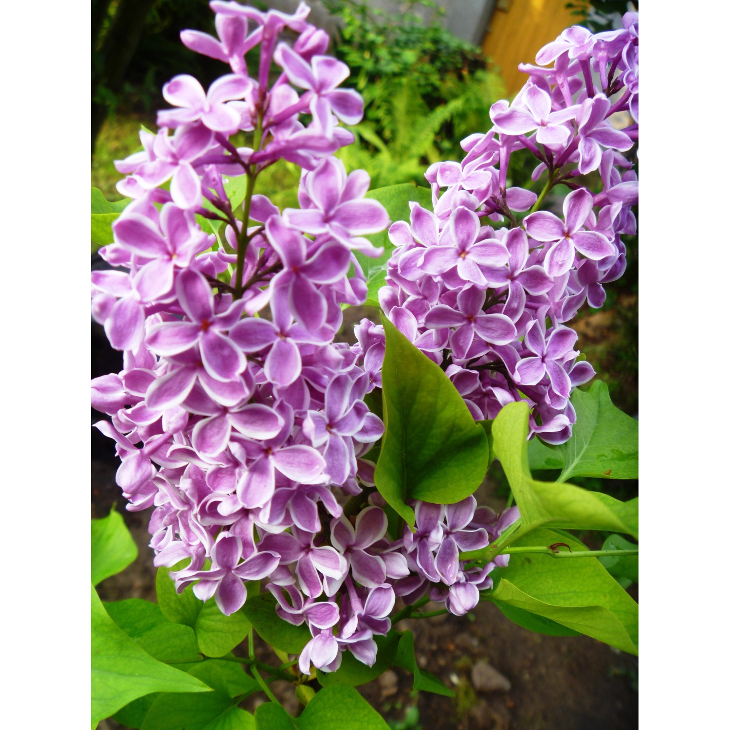 Bez lilak w odmianach (Syringa sp.) kupuj w OBI