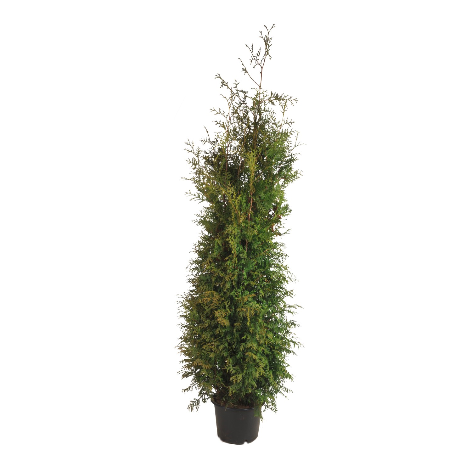 Tuja zachodnia odm. Brabant (Thuja occidentalis) kupuj w OBI