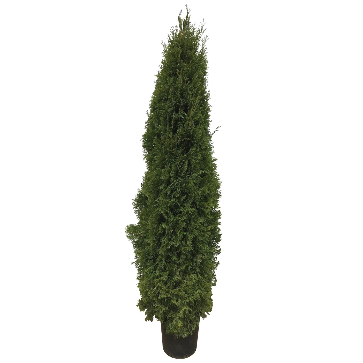 Tuja odm. Smaragd (Thuja sp.), 180-200cm kupuj w OBI