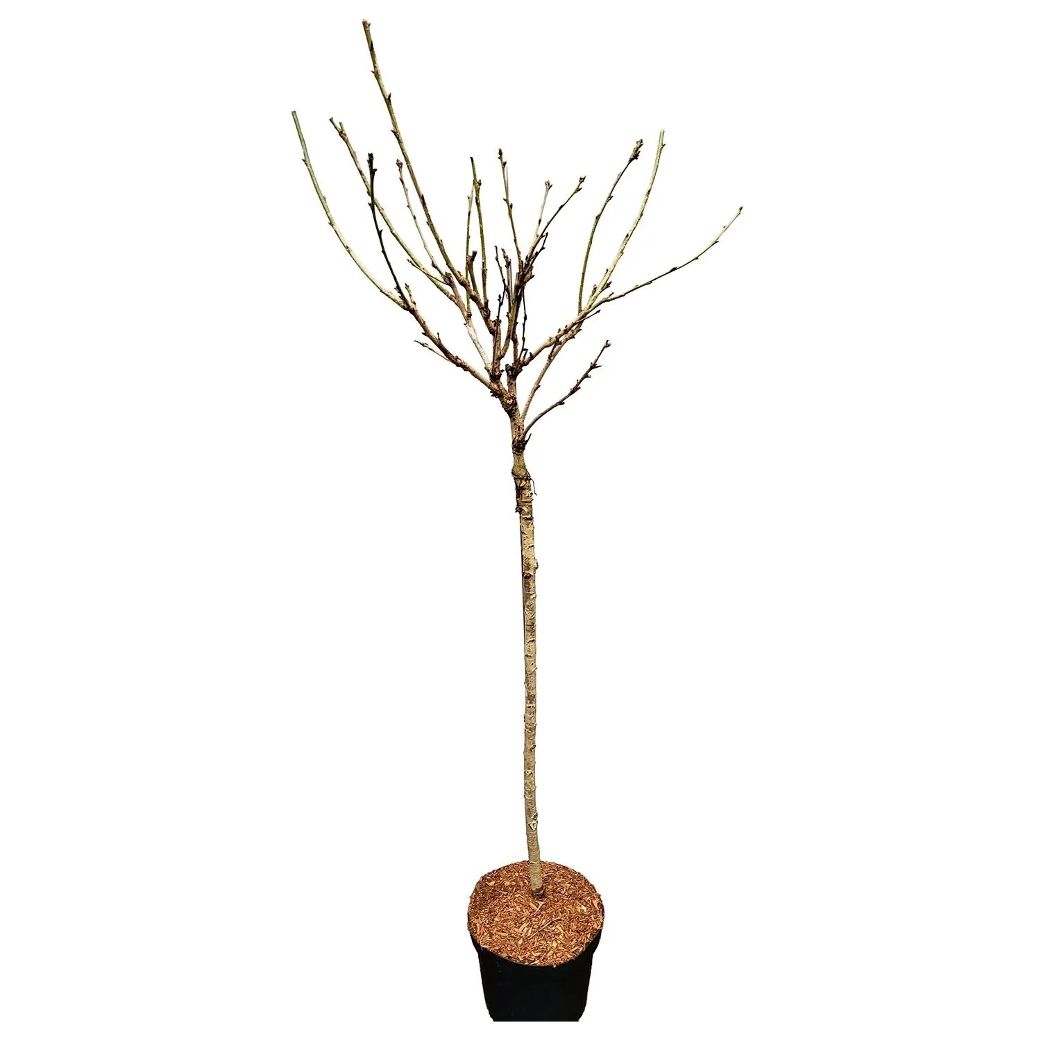 Wiśnia Japońska na pniu (Prunus serrulata) wys. 120 cm - don. 21 cm ...