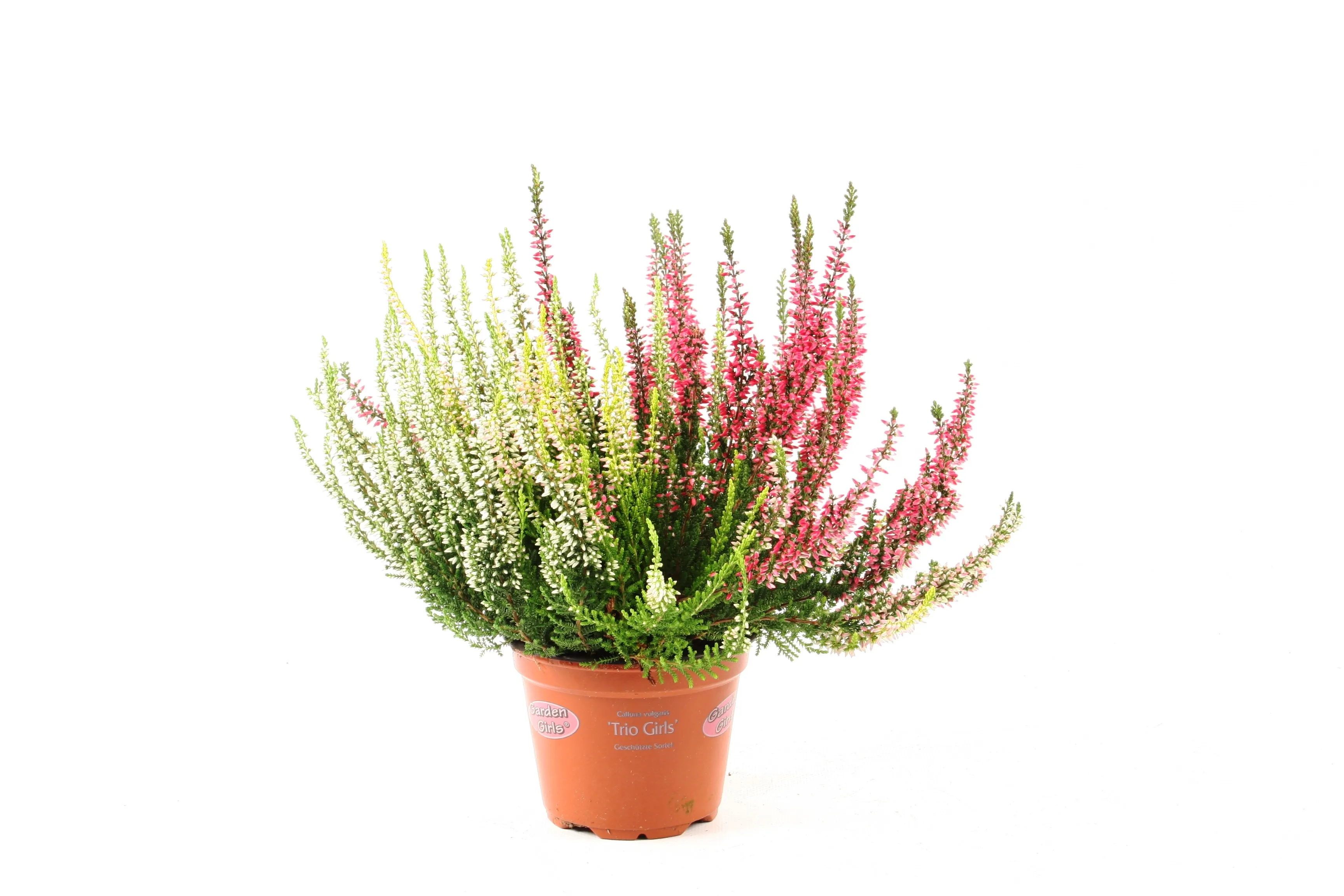 Wrzos Calluna vulgaris G.Girls Trio 35cm don.12cm kupuj w OBI