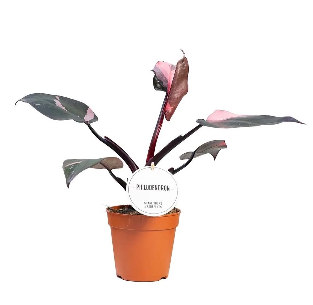 Filodendron (Philodendron) Burgundy Princess - don. 12 cm kupuj w OBI