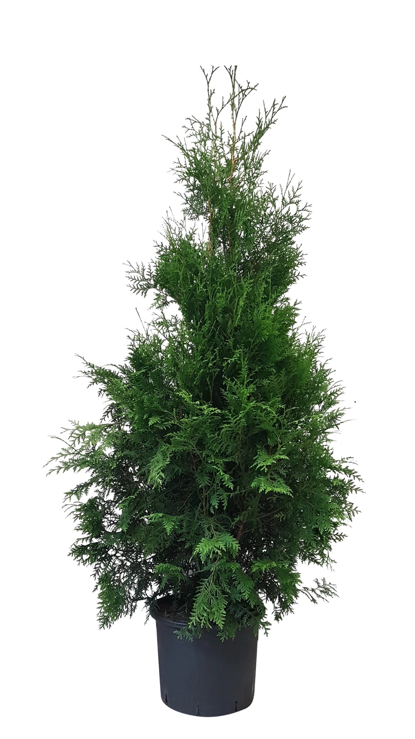 Tuja odm. Brabant (Thuja sp.) 180-200cm kupuj w OBI