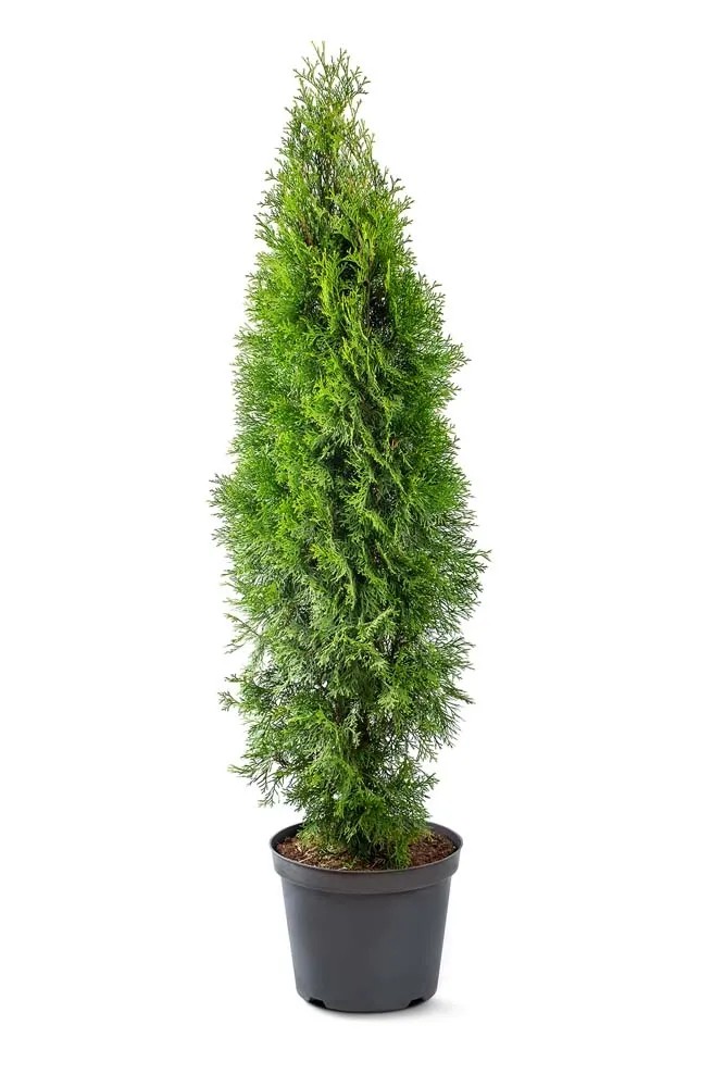 Tuja (Thuja) Szmaragd - wys. około 130 cm, don. 7,5 l kupuj w OBI