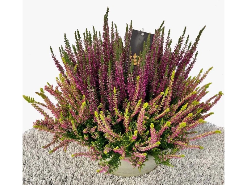 Wrzos (Calluna sky colour Crown) - don. 23 cm kupuj w OBI